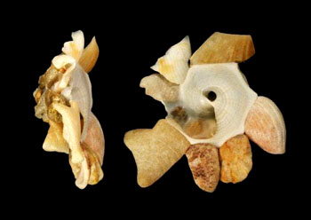 马掌螺总科 Hipponicacea 蓝色动物学（中国动物学科普）